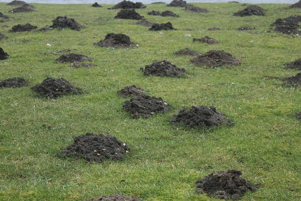 How to Get Rid of Moles in Yard | 7 Best Ways in 2022