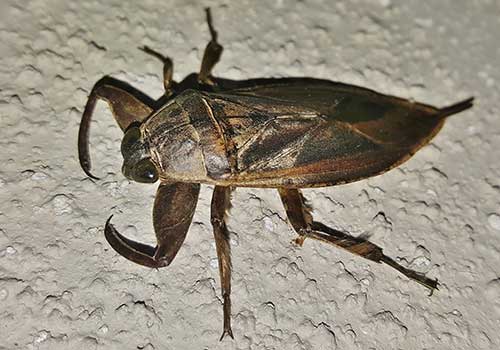 7 Bugs That Look Like Cockroaches And How To Tell The Difference 2022