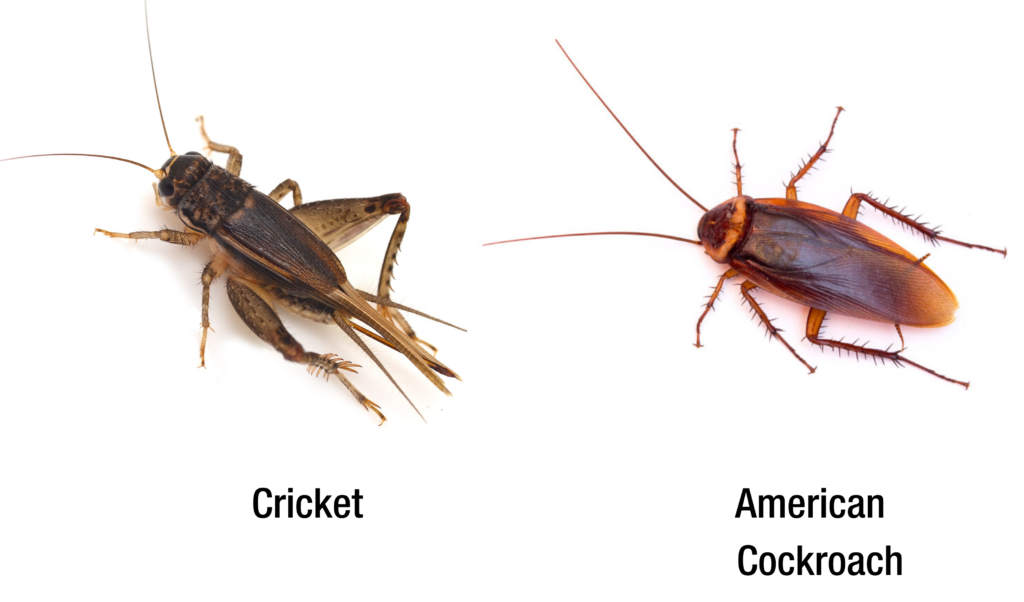 Bugs That Look Like Roaches: A Guide For Identifying Roaches - Pest ... Bugs That Look Like Roaches: A Guide For Identifying Roaches - Pest ...