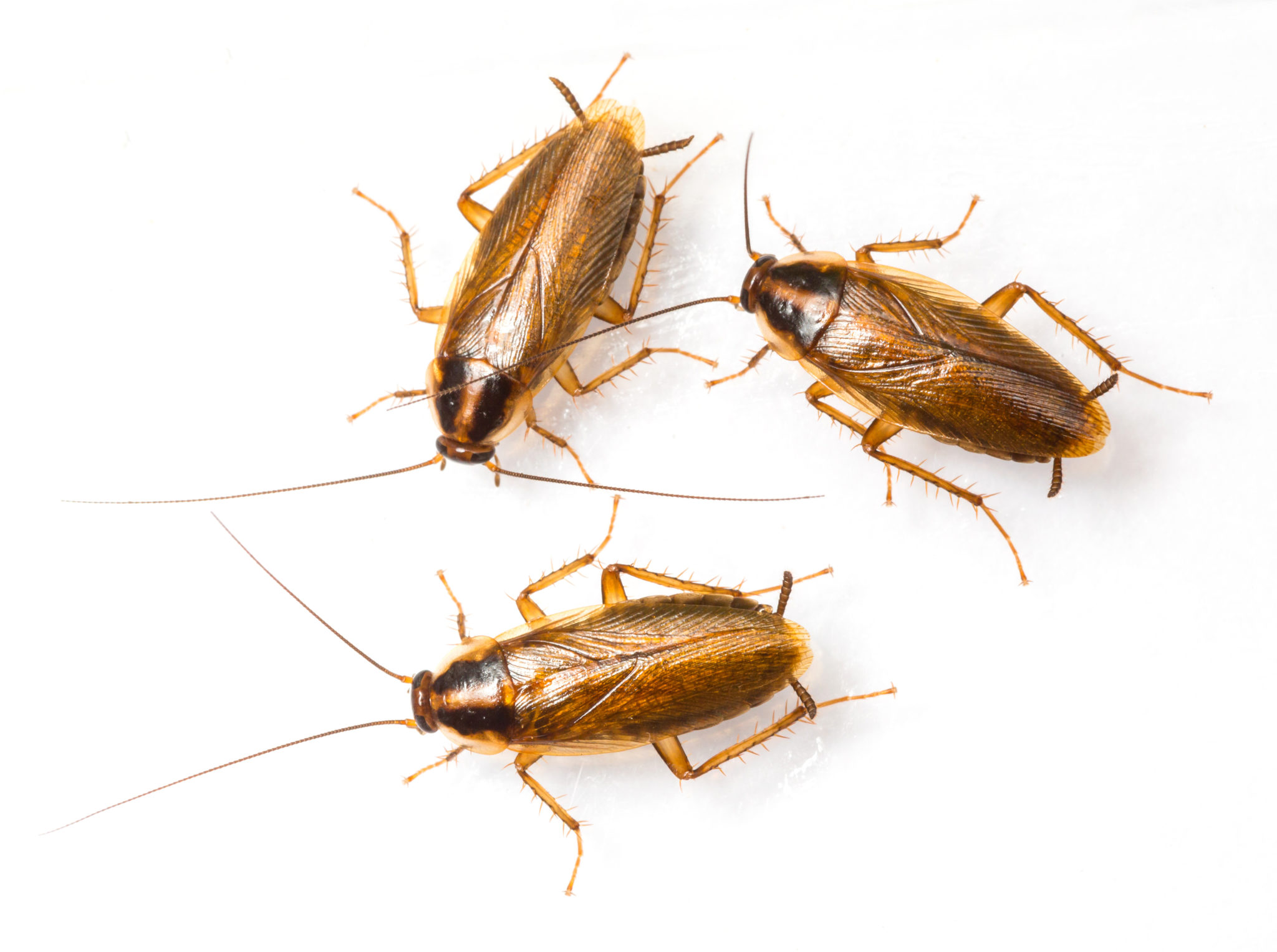 Bugs That Look Like Roaches: A Guide For Identifying Roaches - Pest ...