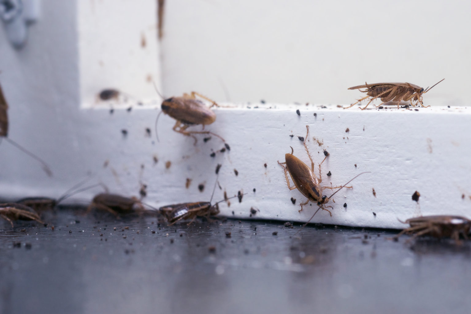 10 Signs You Have Cockroach Infestation - Pest Control Gurus
