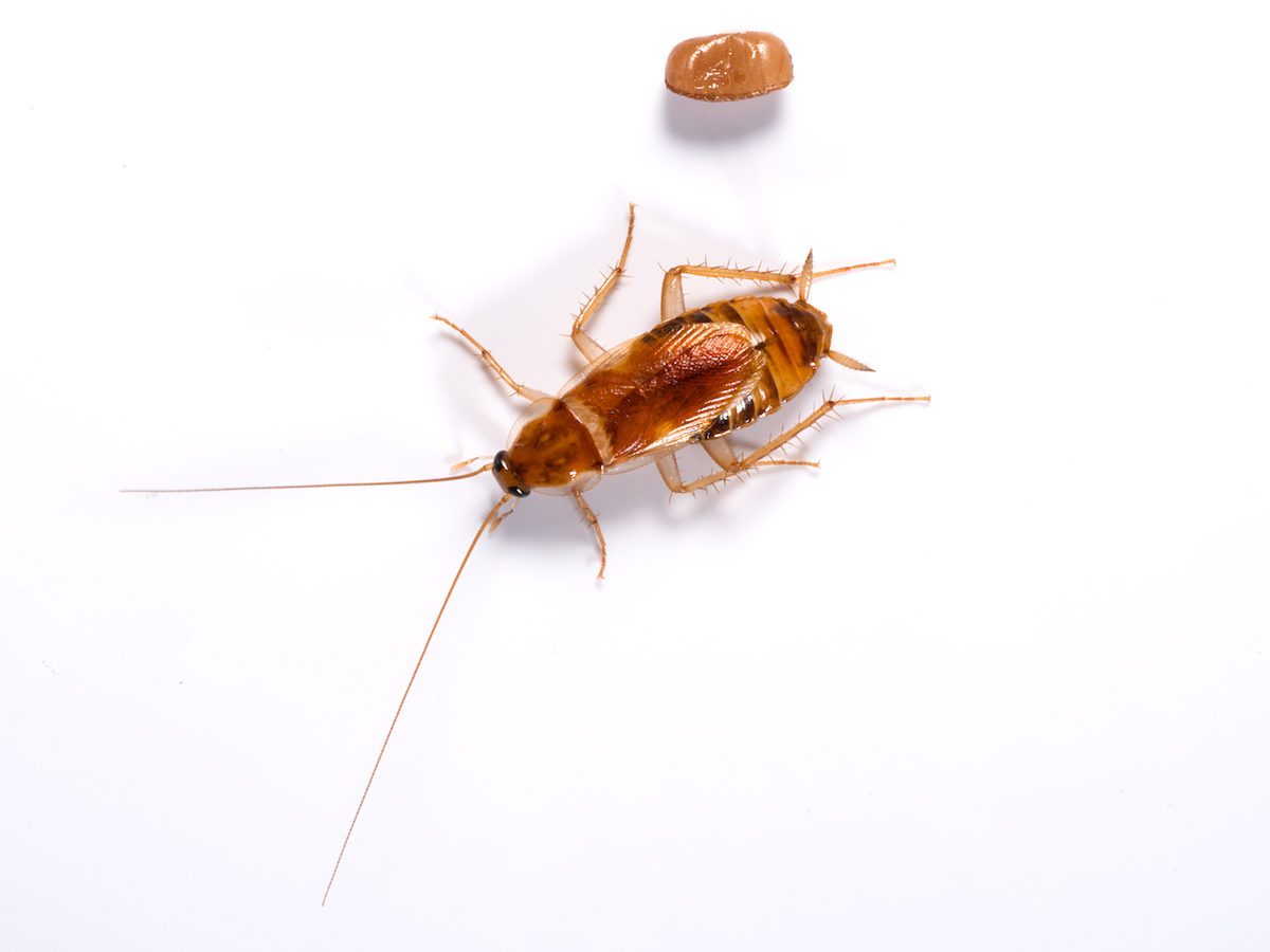 Bugs That Look Like Roaches: A Guide For Identifying Roaches - Pest ...