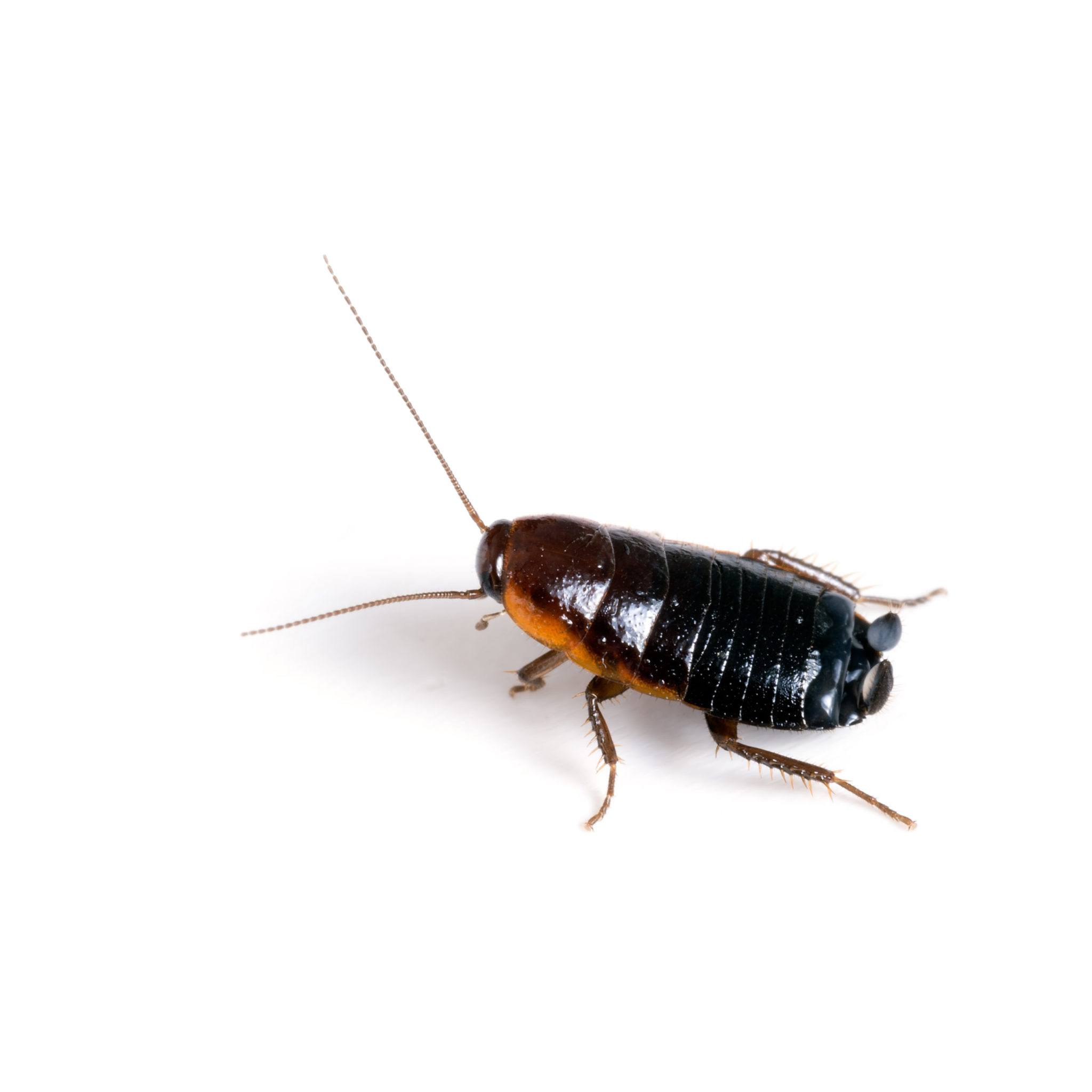 Bugs That Look Like Roaches: A Guide For Identifying Roaches - Pest ...