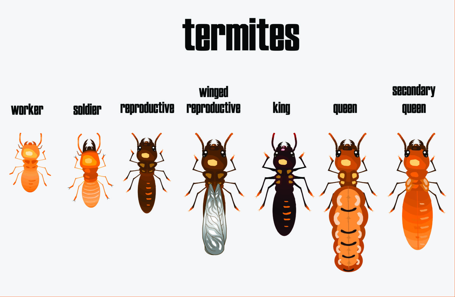 Baby termites: Everything You Need To Know - Pest Control Gurus