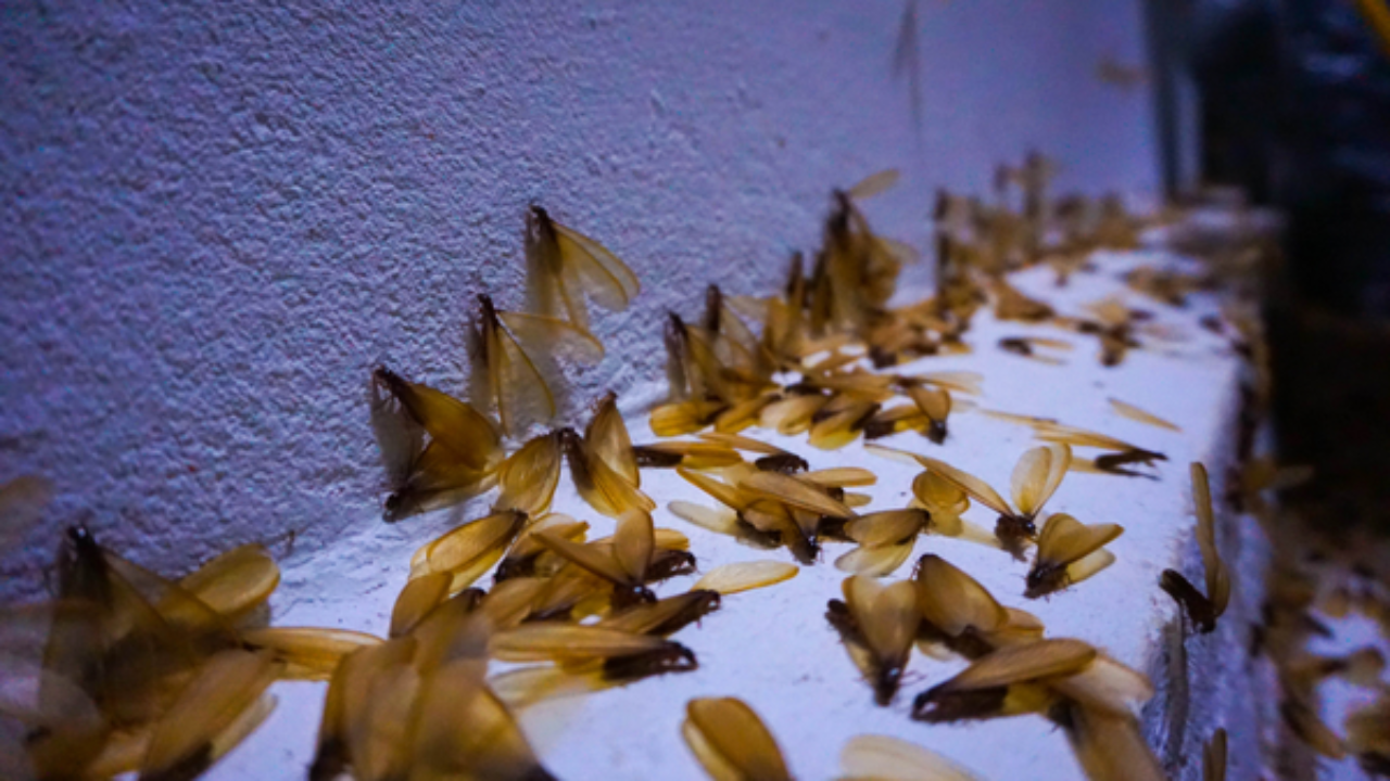 Top 13 Signs You Have Termites - Pest Control Gurus