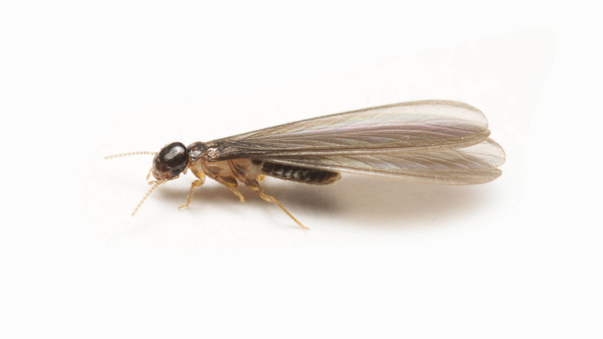 Flying Ants vs. Flying Termites - Pest Control Gurus