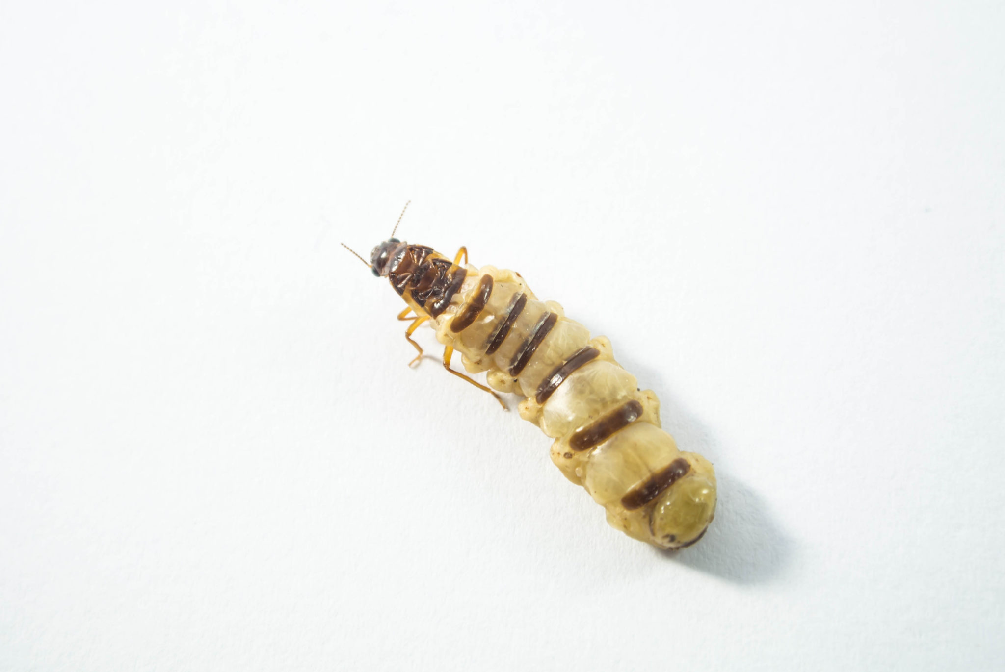 Termite Queen: Everything You Need to Know - Pest Control Gurus
