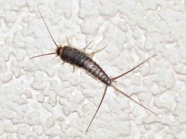 House Centipede vs Silverfish - How to tell the difference (2022)