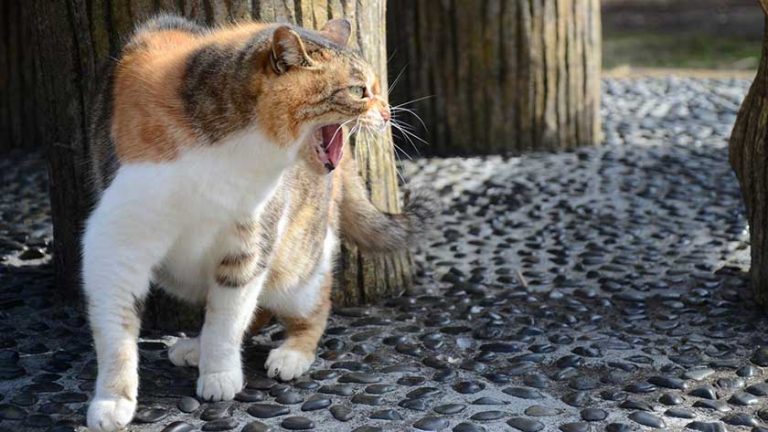 11 Best Ways To Get Rid of Cats | Pro Exterminator Review