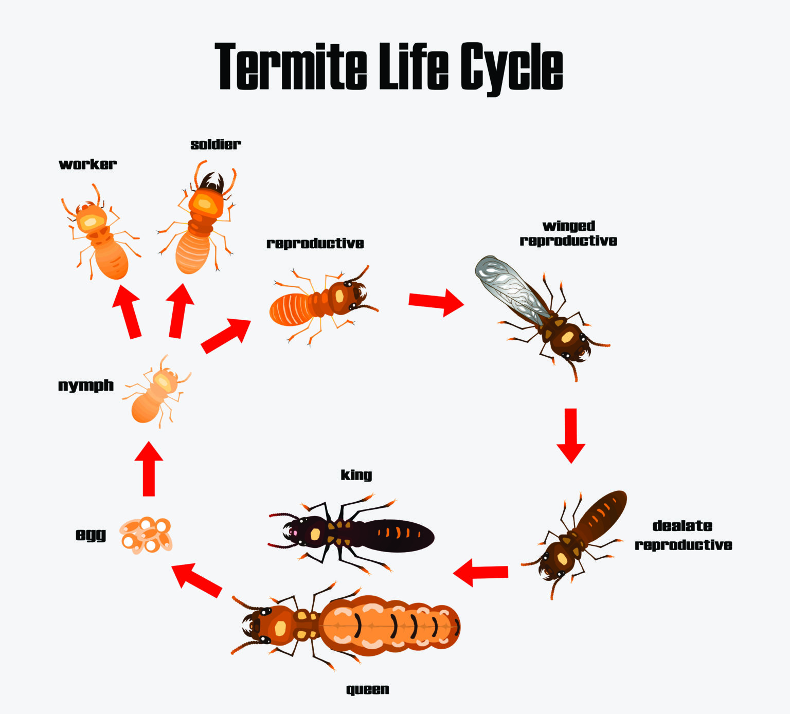 Baby termites: Everything You Need To Know - Pest Control Gurus