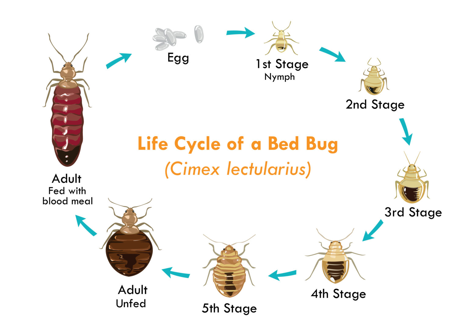 Bed Bug Casings, Shells and Skin: Everything you Need to Know - Pest ...