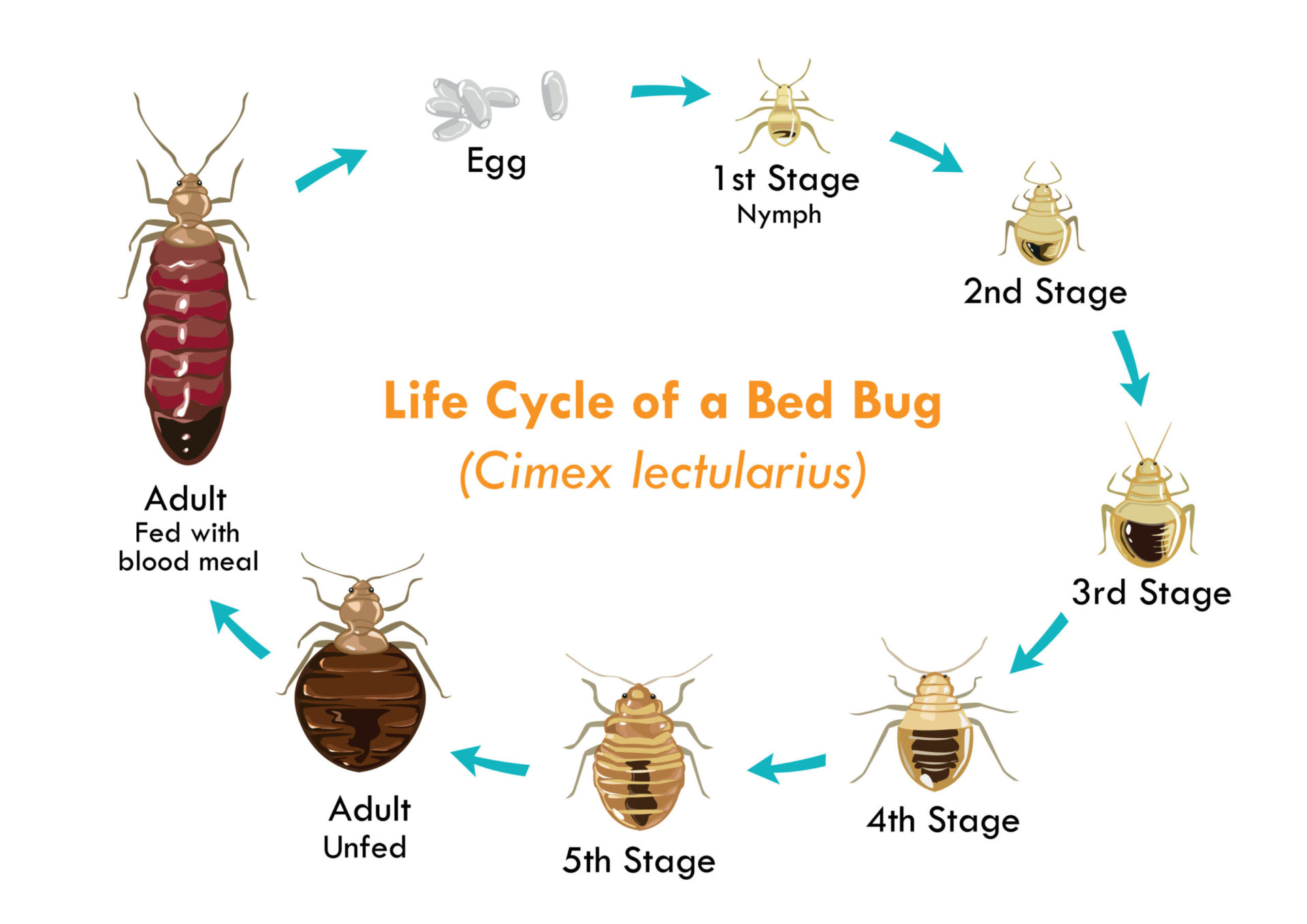 Bed Bug Casings, Shells and Skin: Everything you Need to Know - Pest Control Gurus