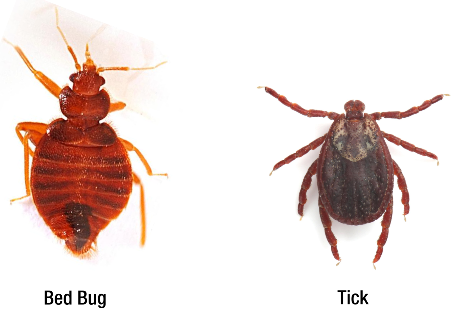 Ticks vs. Bed Bugs - Pest Control Gurus