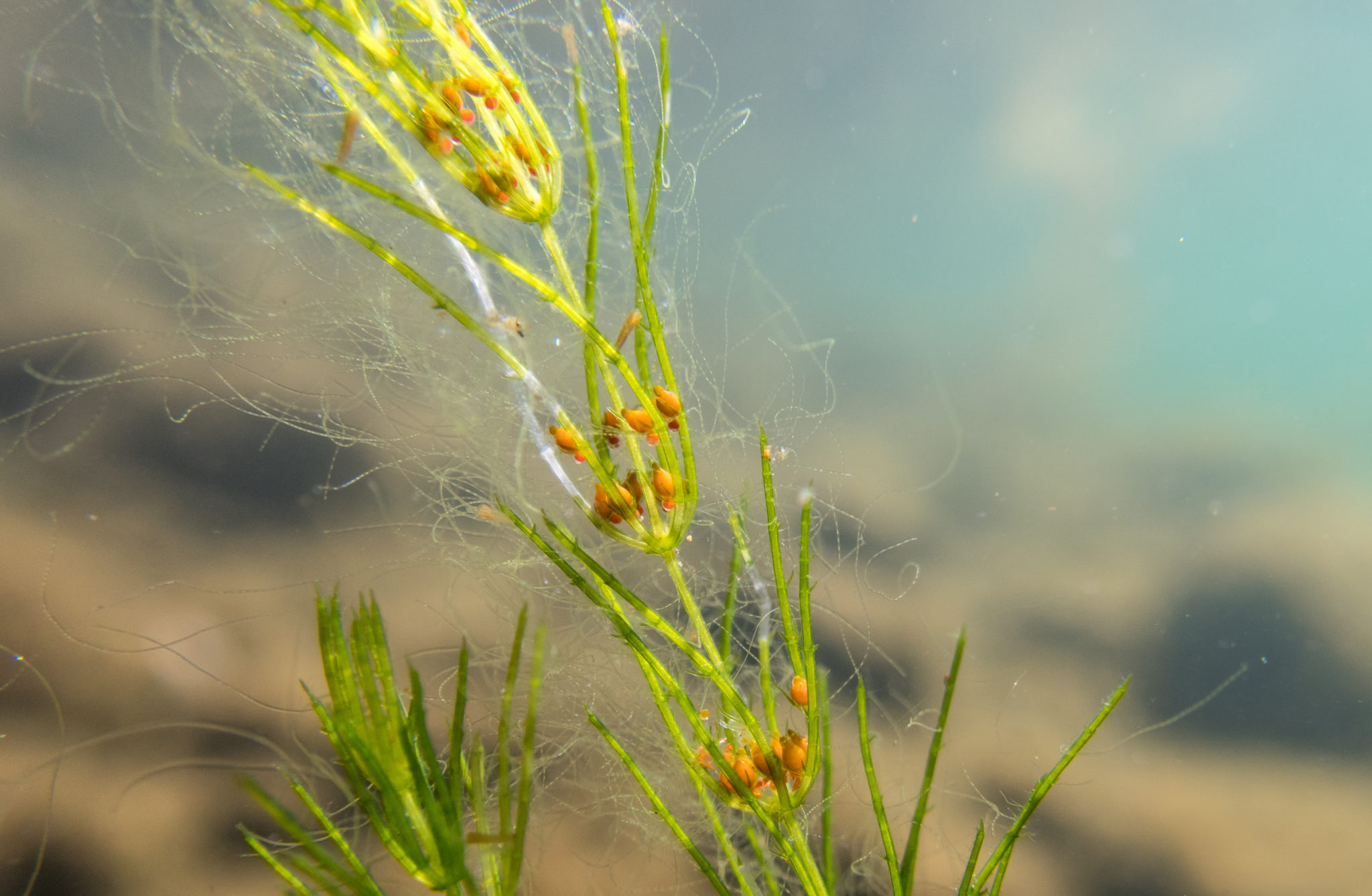 How To Get Rid of Algae in Pond? - Pest Control Gurus