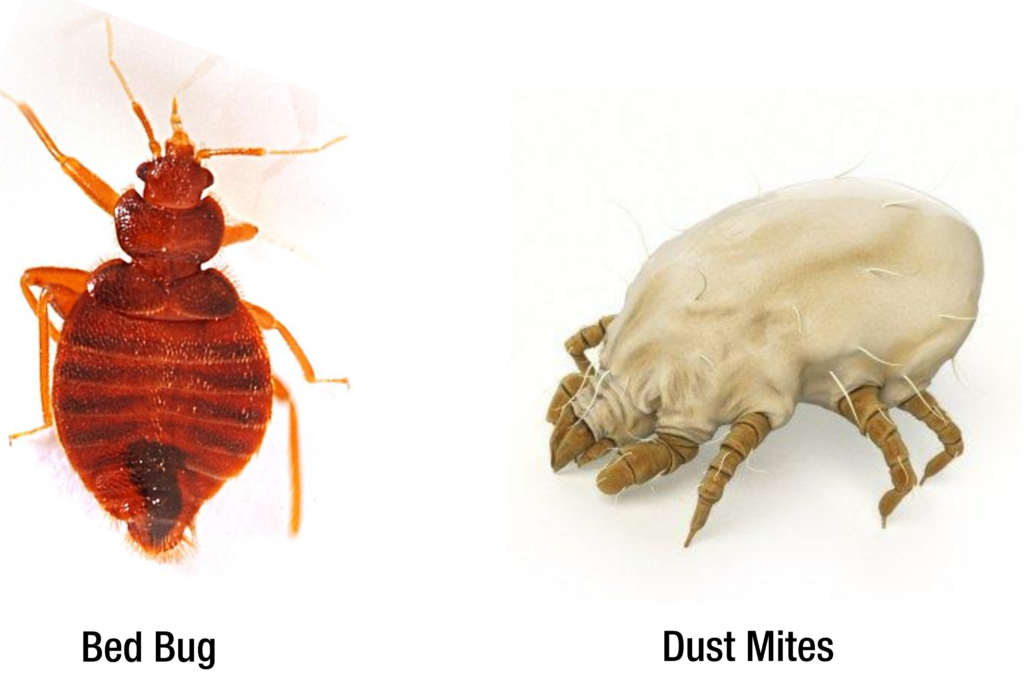 Dust Mites vs. Bed Bug - Pest Control Gurus Dust Mites vs. Bed Bug - Pest Control Gurus