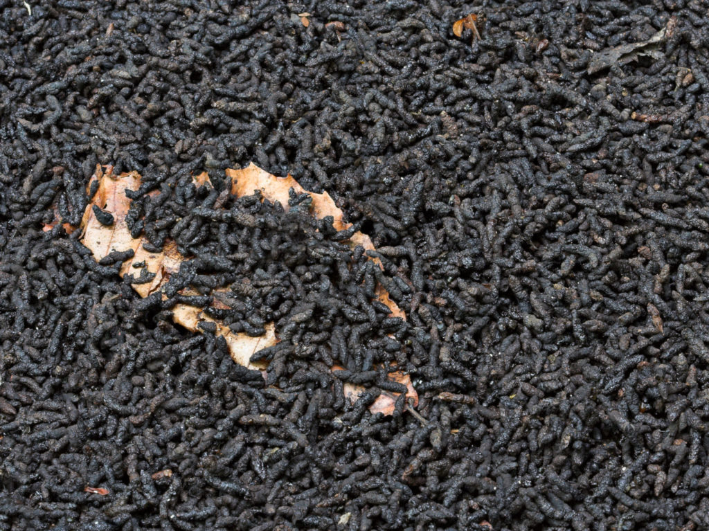 What does Bat Poop Look Like and How to Remove them - Pest Control Gurus