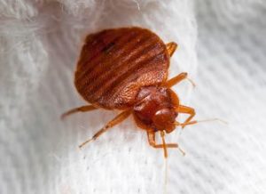 Bed Bugs vs. Bat Bugs: Which one Do You Have? - Pest Control Gurus