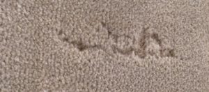 Identifying and Getting Rid of Carpet Moths - Pest Control Gurus