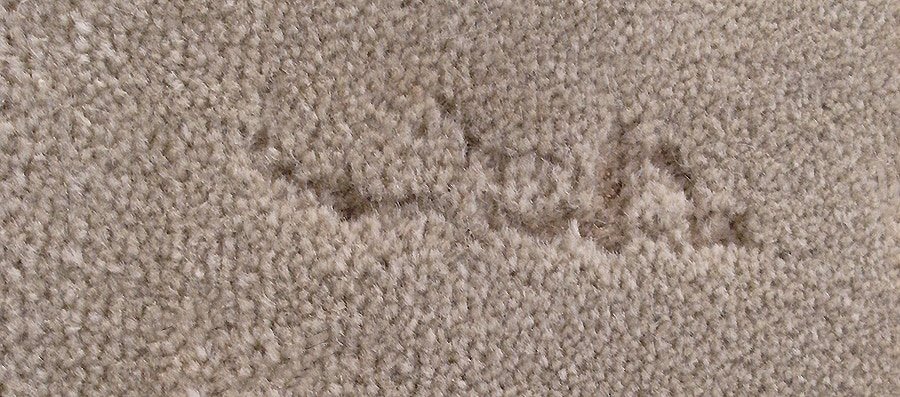 Identifying and Getting Rid of Carpet Moths - Pest Control Gurus