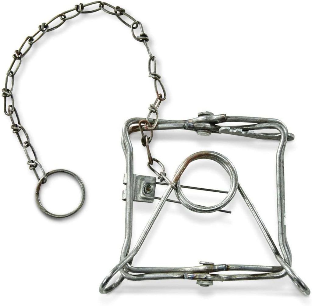 The 7 Best Squirrel Traps In 2023 - Pest Control Gurus