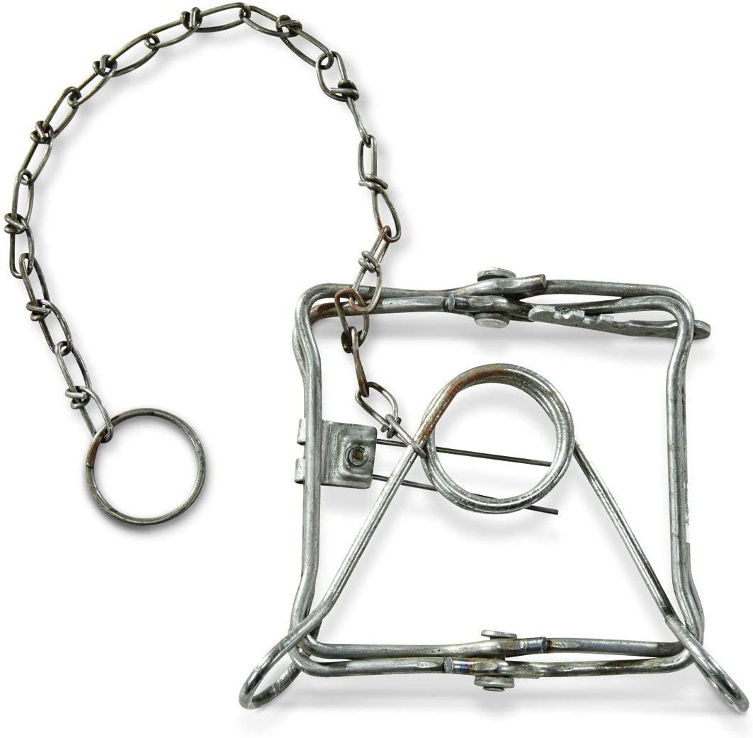 The 7 Best Squirrel Traps In 2023 - Pest Control Gurus