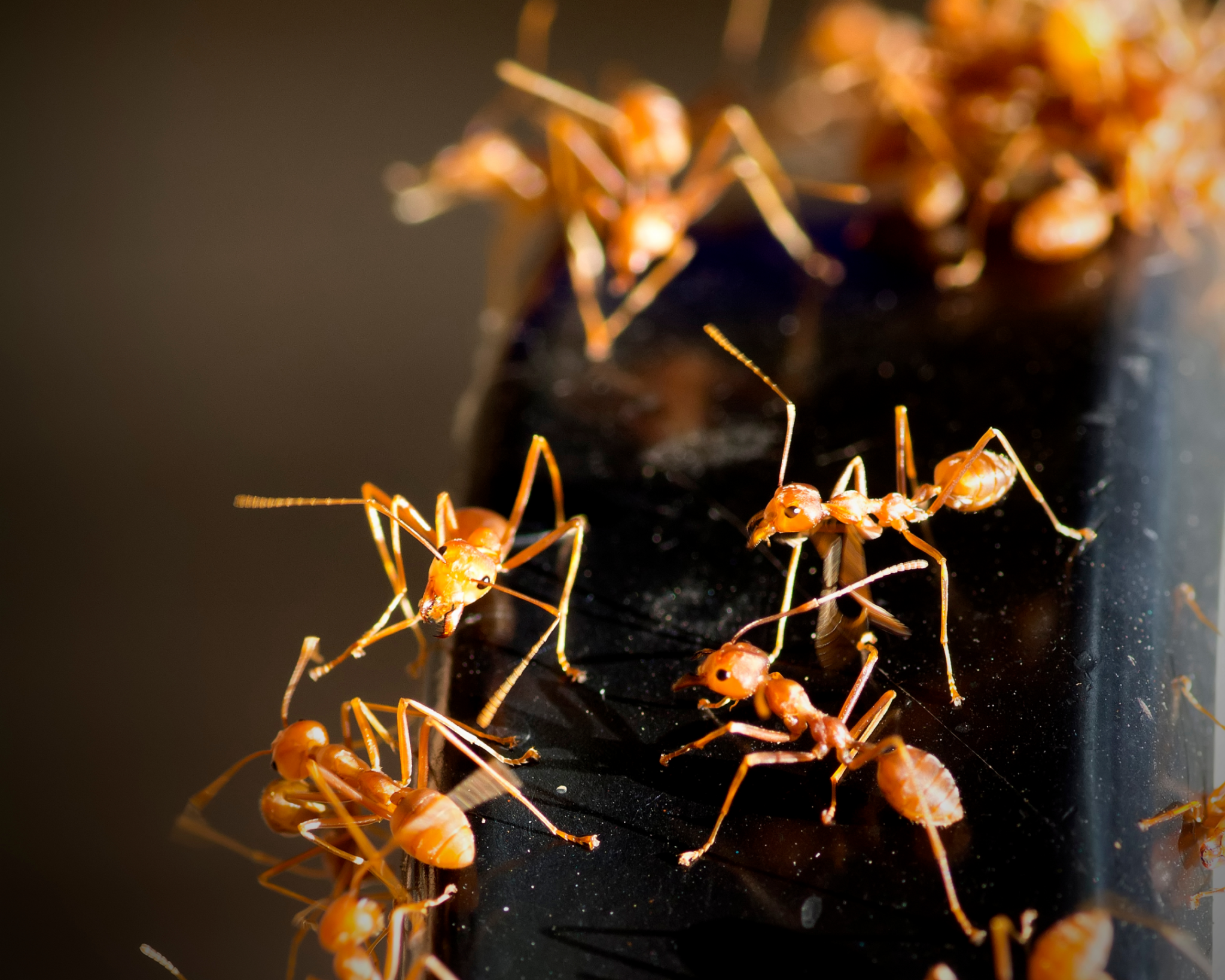 8 Animals That Eat Bed Bugs - Pest Control Gurus