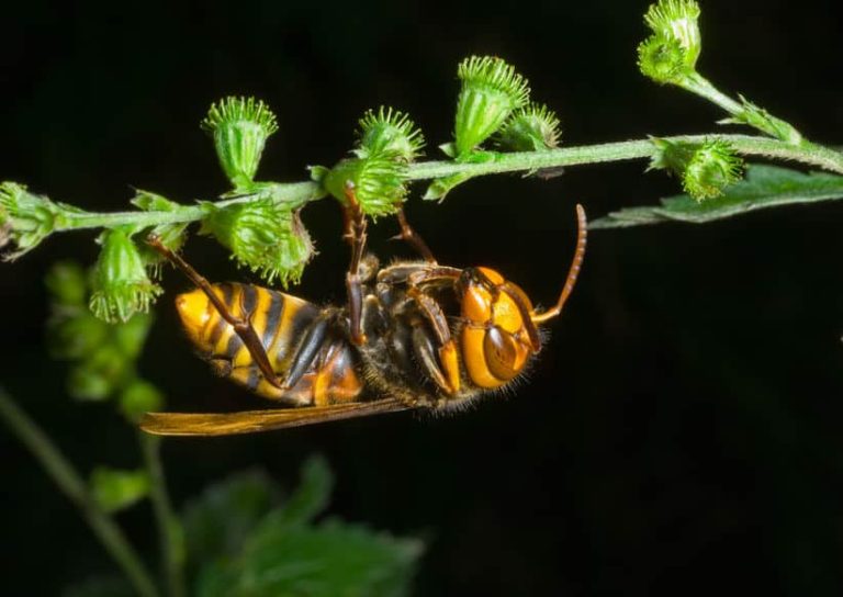 Murder Hornets - A Quick Guide - Pest Control Gurus