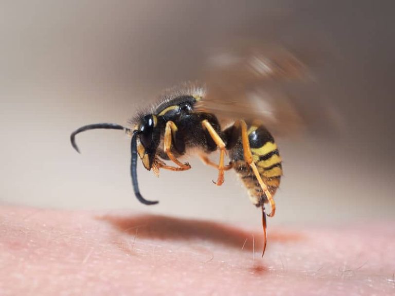 Yellow-Jacket Wasps - A Quick Guide - Pest Control Gurus