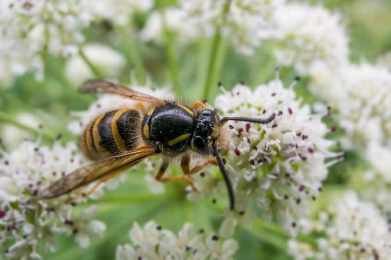Are Wasps Pollinators? - Pest Control Gurus