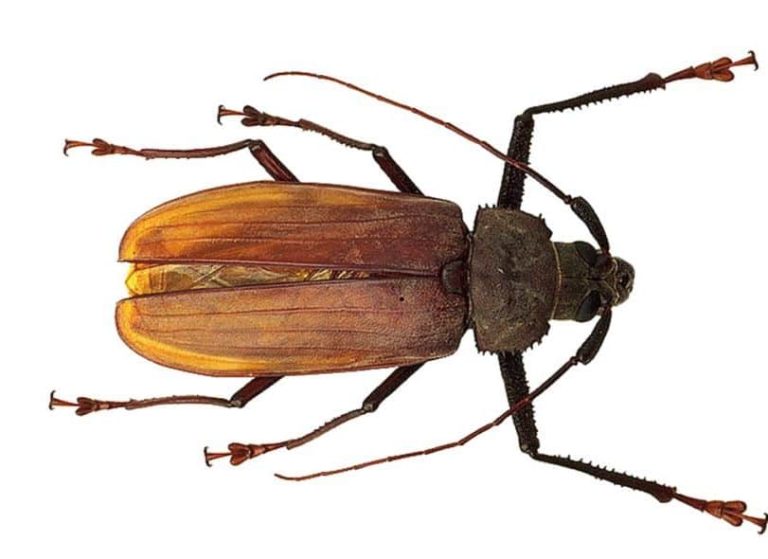 Titan Beetles - A Quick Guide - Pest Control Gurus