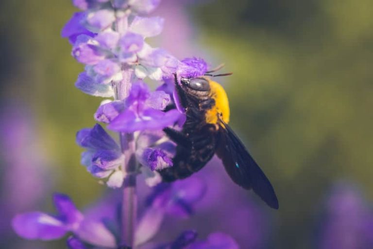 Carpenter Bees - A Quick Guide - Pest Control Gurus