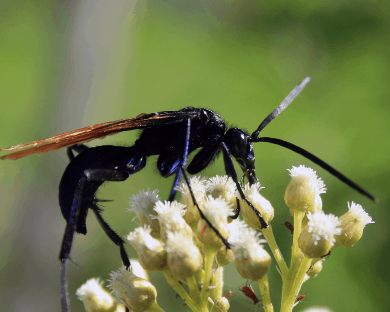 5 Largest Wasps on the Planet - Pest Control Gurus