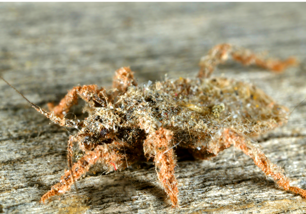 8 Animals That Eat Bed Bugs - Pest Control Gurus