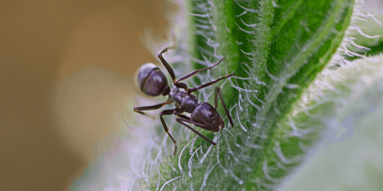 Odorous House Ants - A Quick Guide - Pest Control Gurus