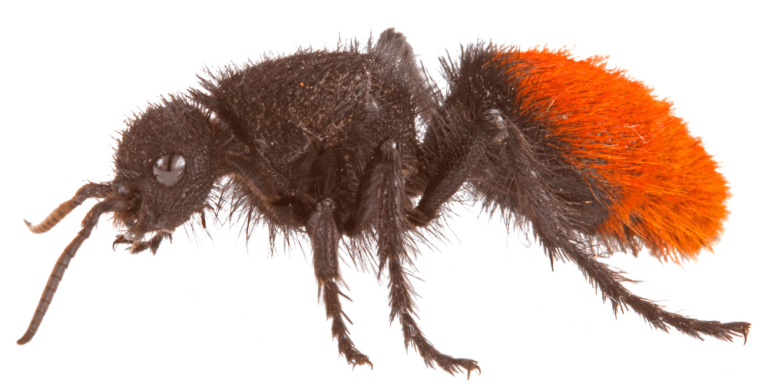 Velvet Ants - A Quick Guide - Pest Control Gurus