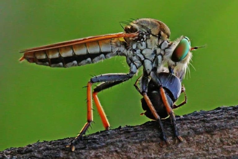 Robber Flies - A Quick Guide - Pest Control Gurus