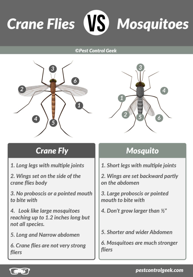 Crane Flies vs Mosquitos: What's The Difference? - Pest Control Gurus