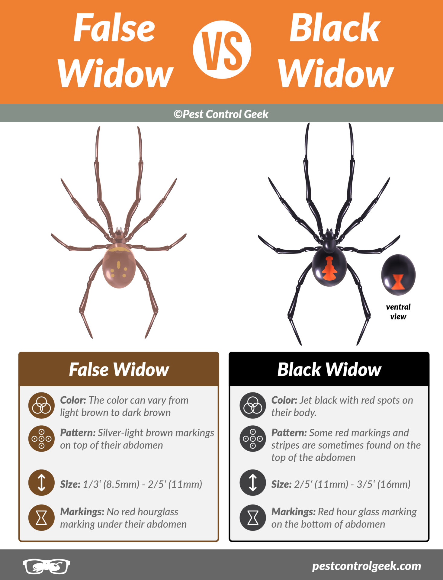 False Widow Spiders How To Identify And Get Rid Of Them Forever Pest
