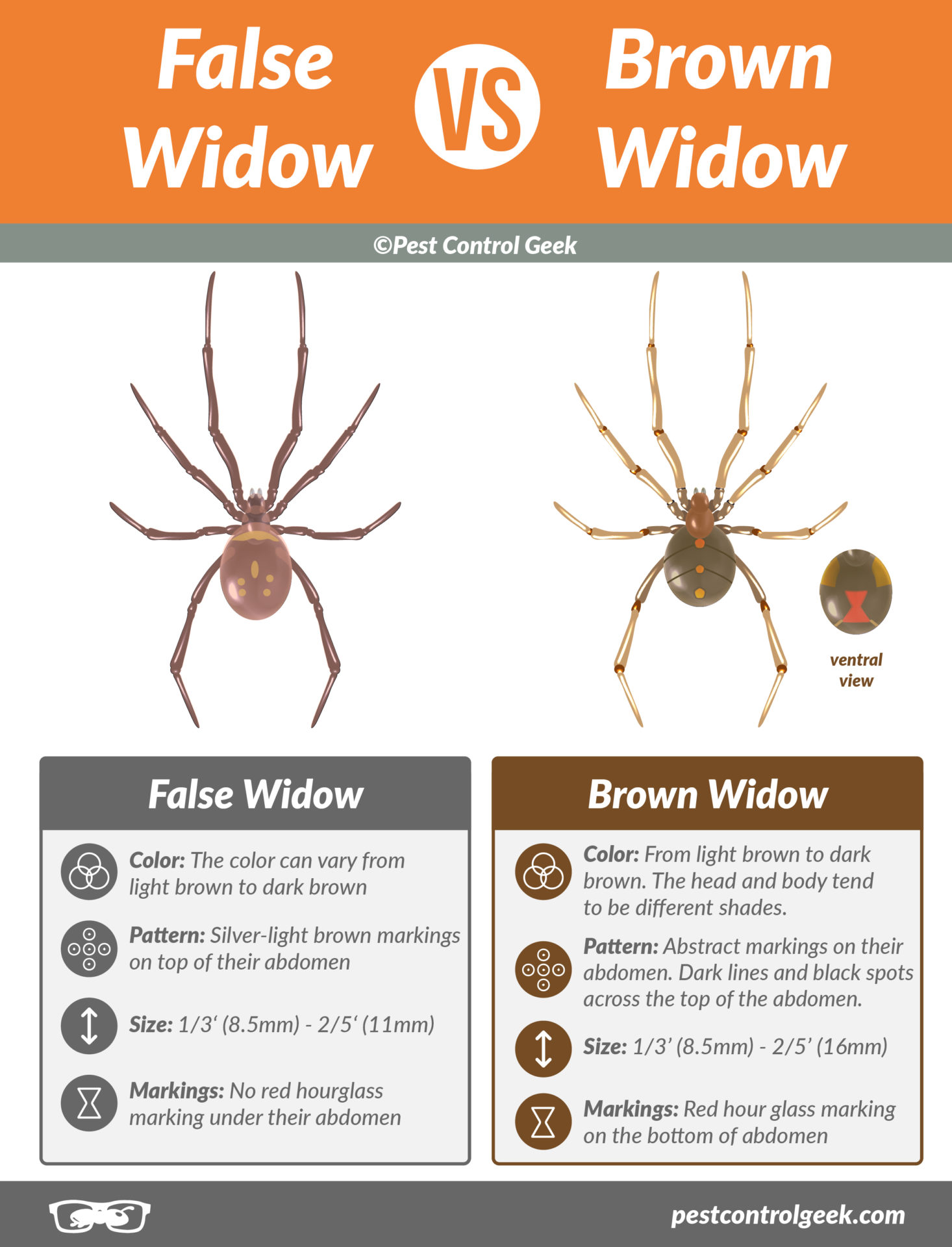 False Widow Spiders: How To Identify and Get Rid of Them Forever - Pest ...