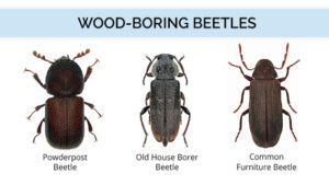 Common Furniture Beetle: Identification, Removal, and Prevention - Pest ...