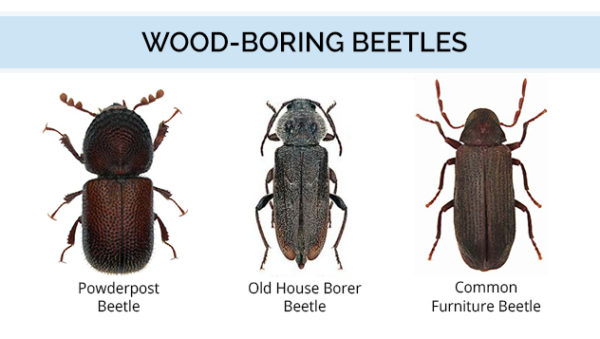 Common Furniture Beetle: Identification, Removal, and Prevention - Pest ...