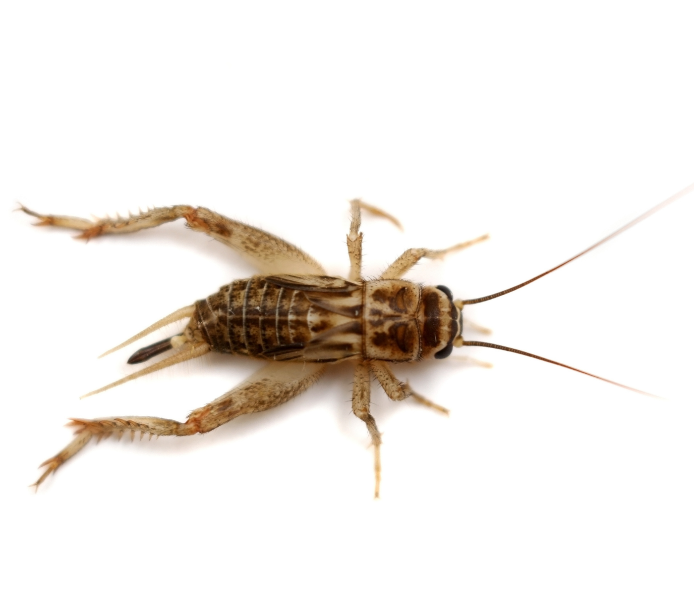 How To Get Rid of Camel Crickets? - Pest Control Gurus