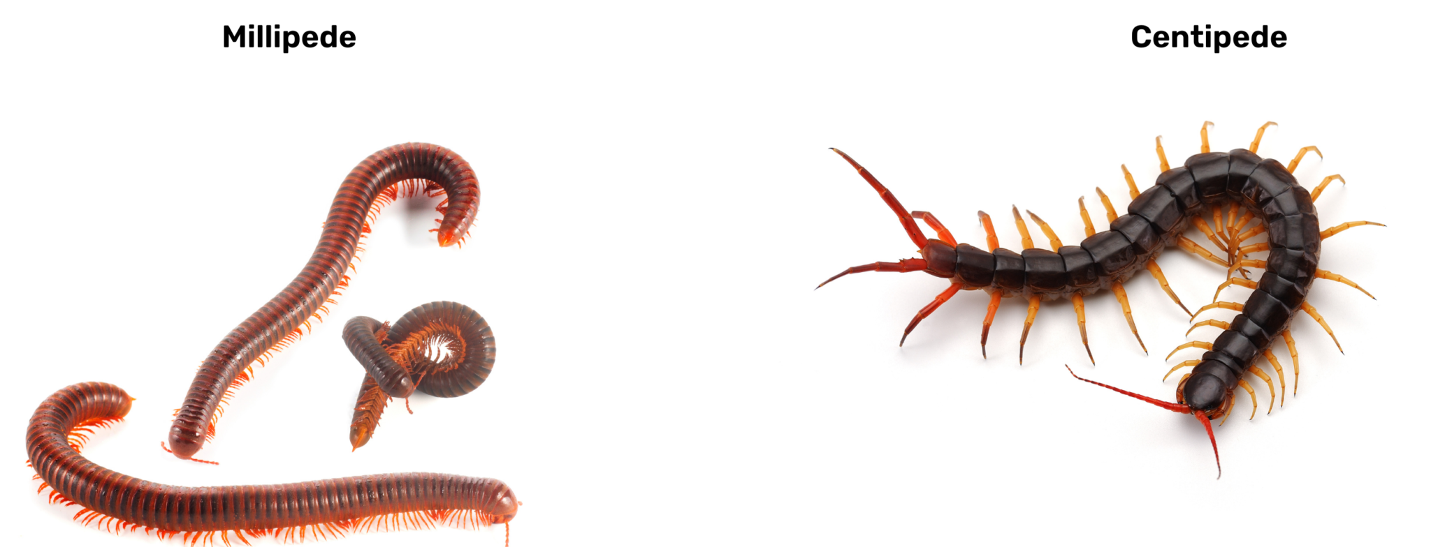 How To Get Rid Of Millipedes and Keep Them Away - Pest Control Gurus
