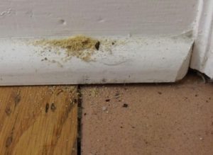 8 Types of Carpenter Ant Damage with Pictures - Pest Control Gurus