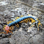 How Many Legs Do Centipedes Have? It's not 100 - Pest Control Gurus