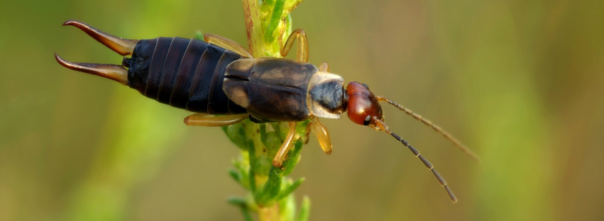 Are Earwigs Dangerous? Should you Be Afraid? - Pest Control Gurus