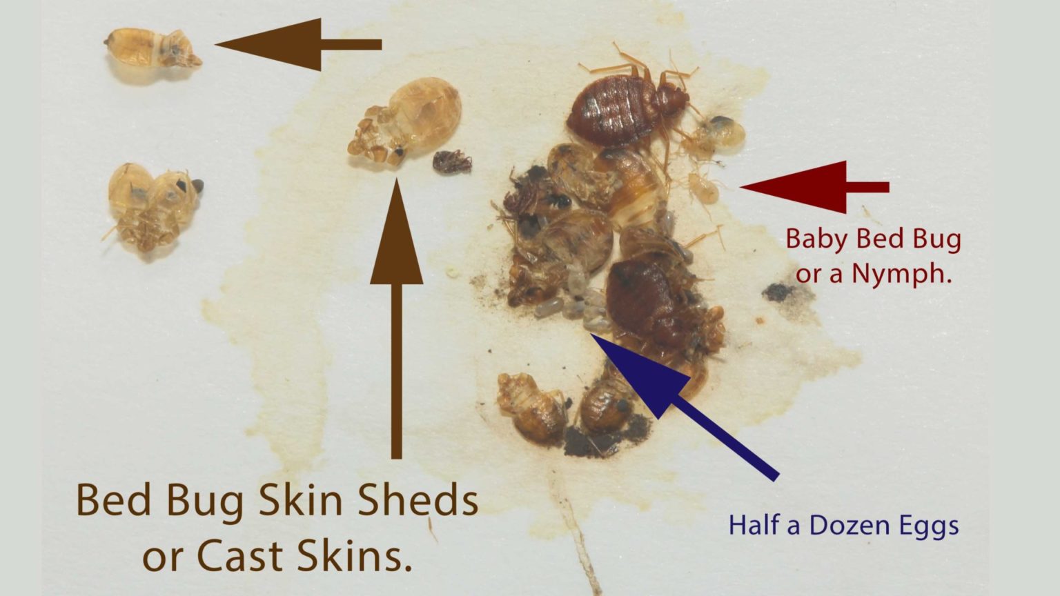 Bed Bug Casings, Shells and Skin: Everything you Need to Know - Pest Control Gurus